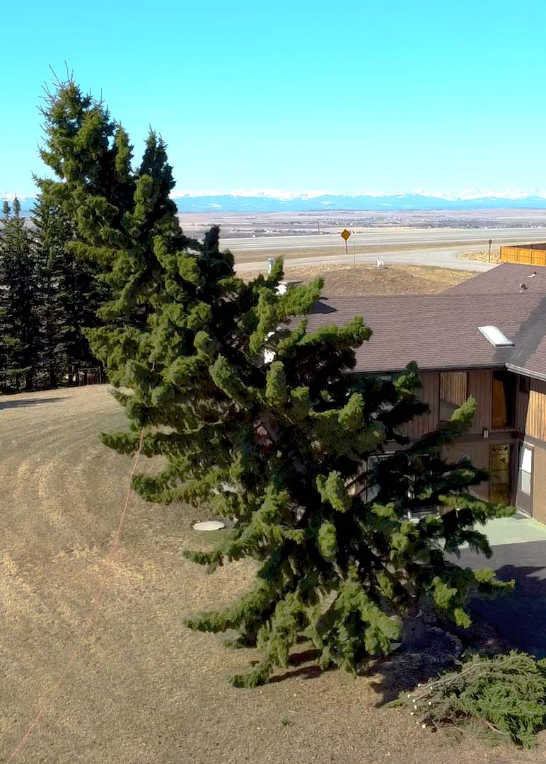 Tree Services Calgary | Urban Canopy Tree Solutions Inc.